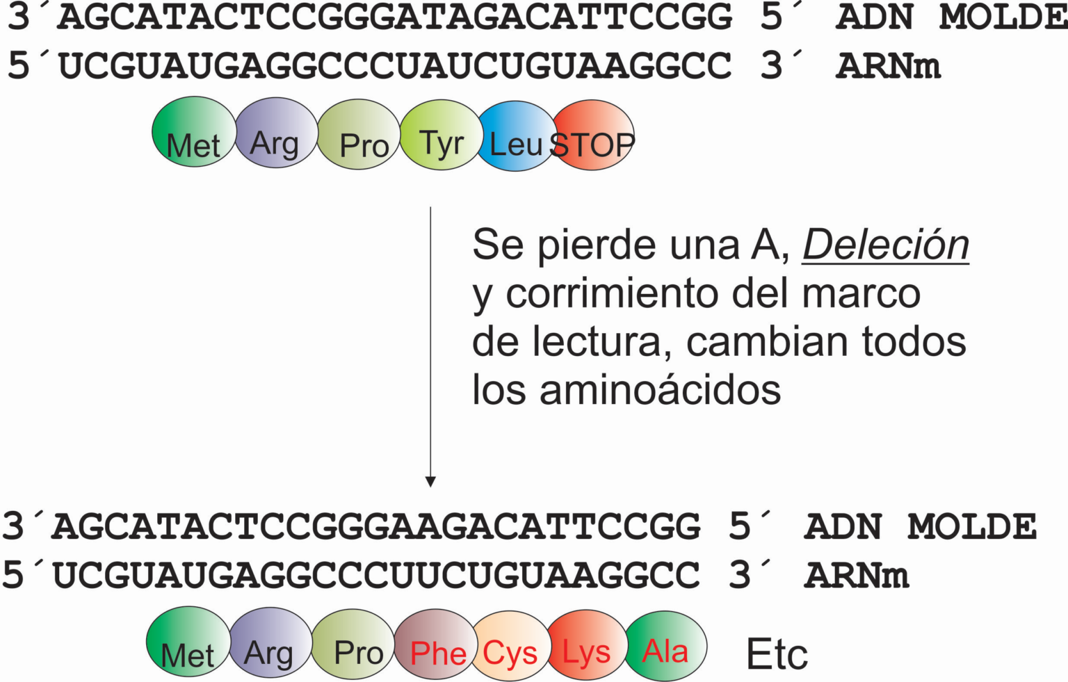 Blog con modificaciones e imágenes nuevas – Gen Molecular