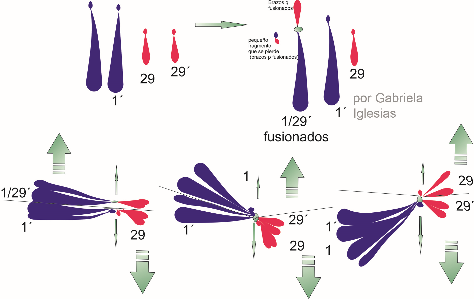ALTERACIONES CROMOSÓMICAS - Desde Mendel hasta las moleculas